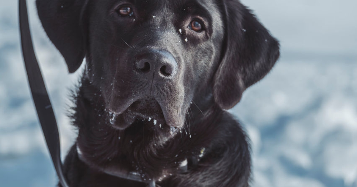 Course à pattes 2025: Rencontrez trois chiens-guides d'INCA et entrevue ...
